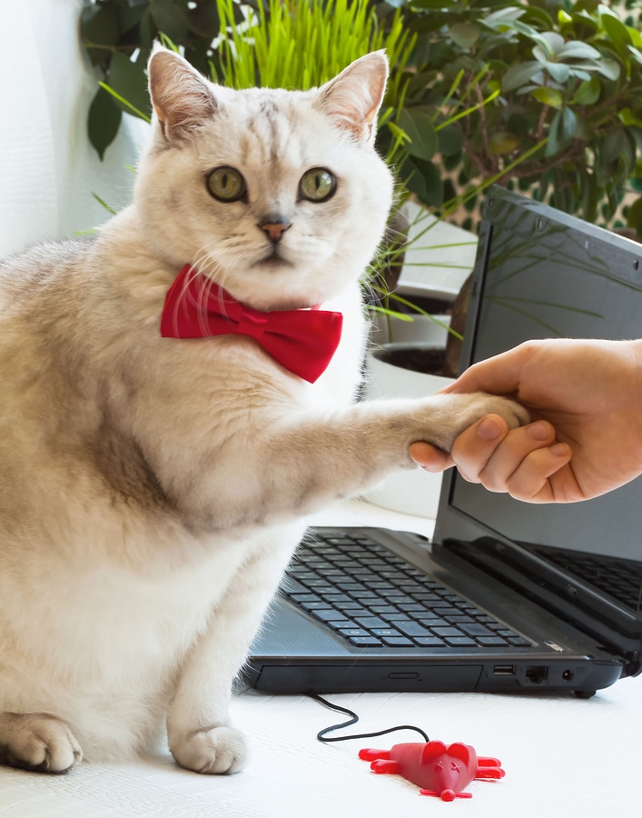 Intelligenz bei Katzen – Wie schlau ist meine Katze?